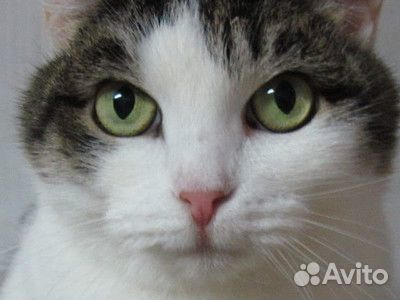 Кошечка Мотя долгих 6 лет ждет хозяина