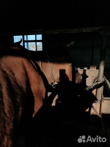 Телята и корова яловая