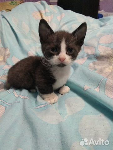 Продам котенка
