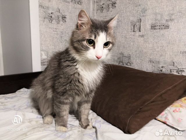 Отдам котика