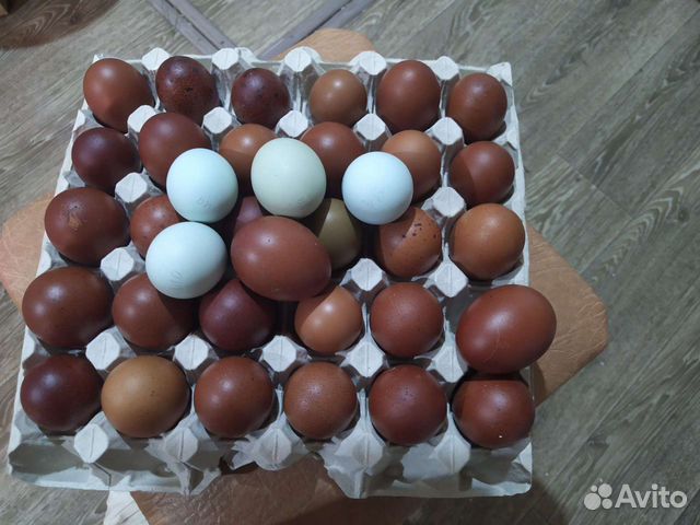 Цыплята породистых кур на 25.05.21г