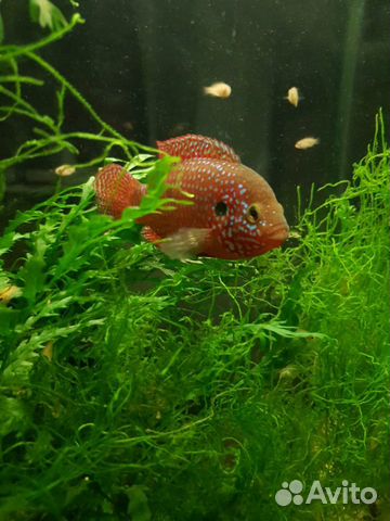 Хромис красавец