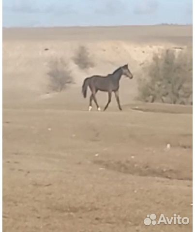 Американский рысак