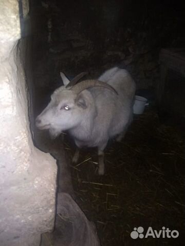 Продаются козы и козлы