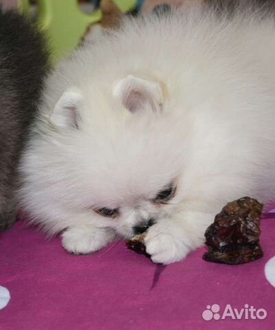 Девочка белая помераночка ультра беби фейс