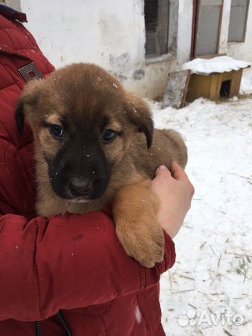 Собака, Пупсик, 2 мес, щенок привит, Доставка В до