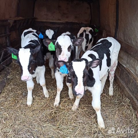 Продам телят
