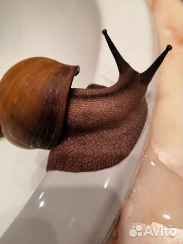 Улитки Архахатины Иктерика