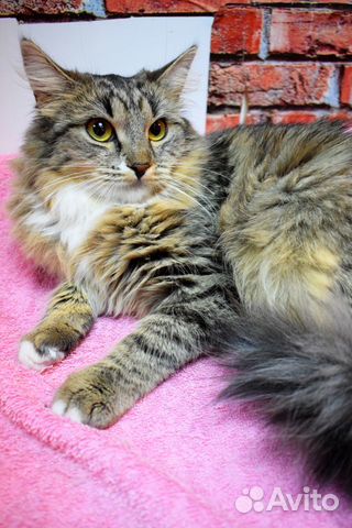 Котенок Сима 7 мес метис сибирской кошки