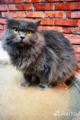 Кошечка Зефирка 1,5 года британка