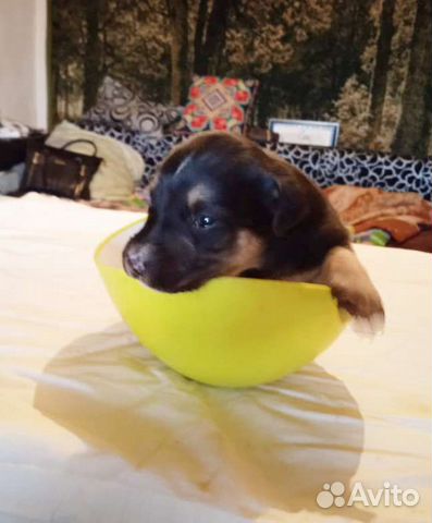 Щеночек малышочек в добрые руки