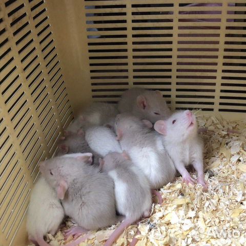 Крыса домашняя