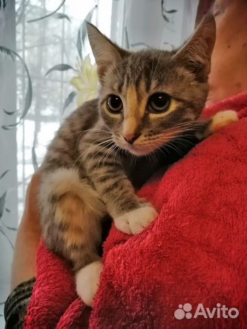 Лапочка в поисках дома