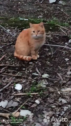 Котик ищет дом