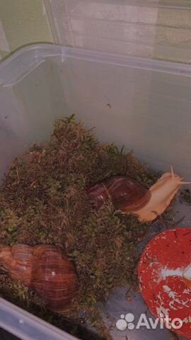 Улитка ахатина + мох и подкормка