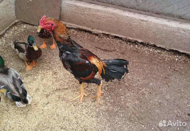 Цыплята суточные