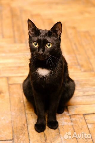 Черная ласковая пантерка