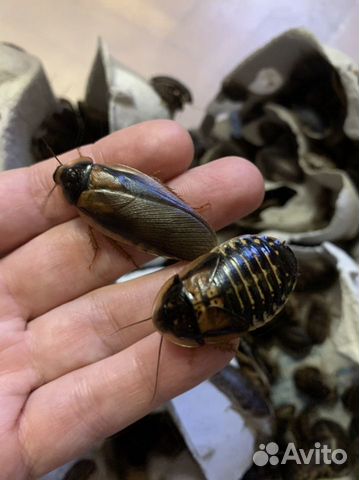 Аргентинский таракан, блаптика, Blaptica dubia