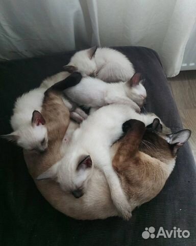 Тайские котята
