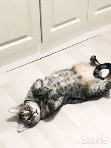 Мишель,1 годик