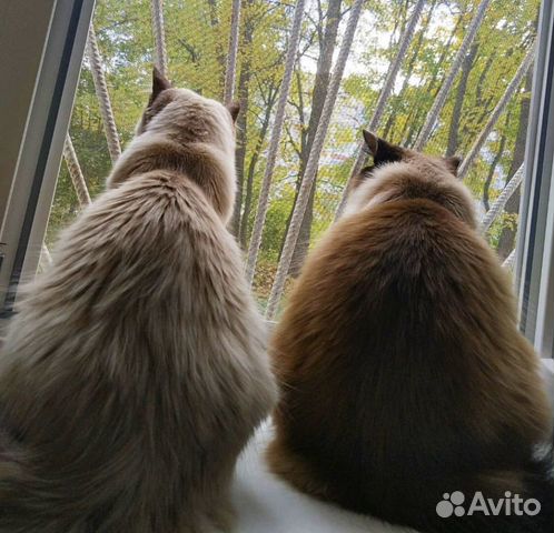 Два кота в добрые руки