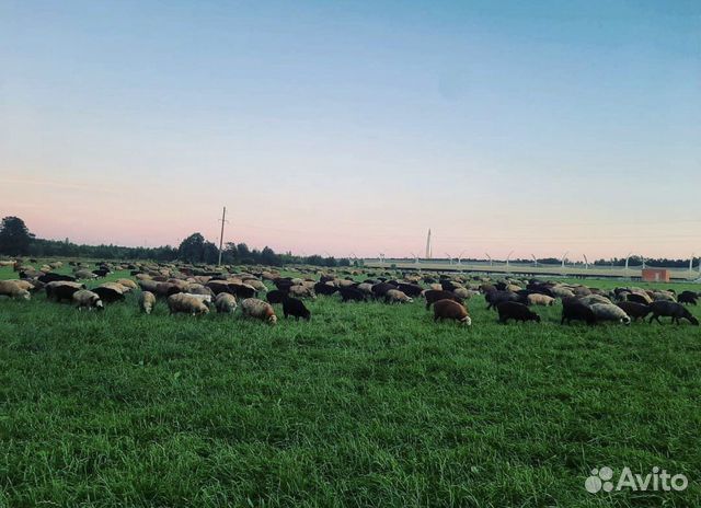 Барашки и Овцы из Дагестана