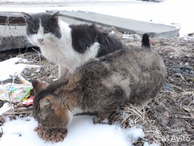Коты бесплатно