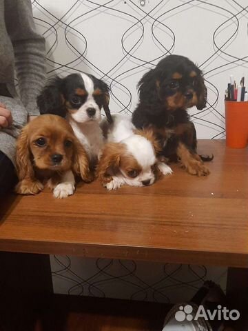 Кавалер Кинг Чарли щеночки