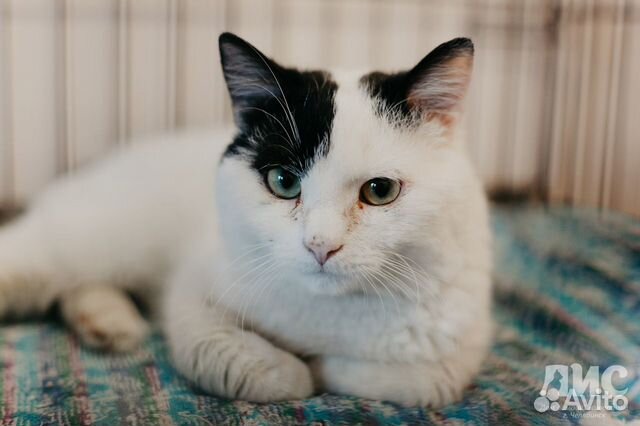 Кот Пятнышко