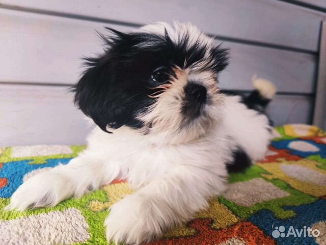 Два весёлых братика