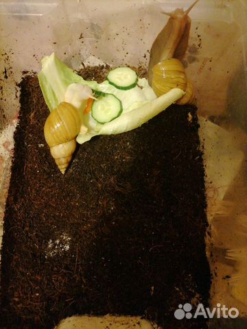 Улитки ахатины