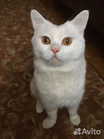 Кот в добрые руки