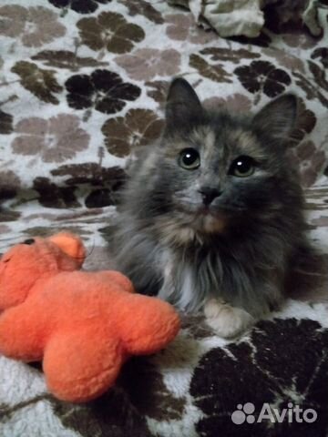 Кошечка Вэй ищет дом