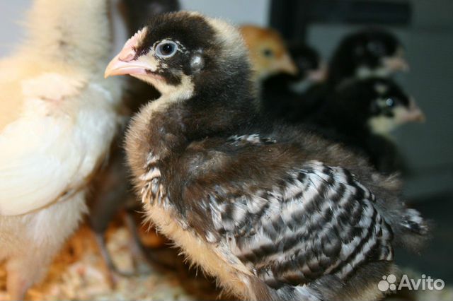 Цыплята подрощенные
