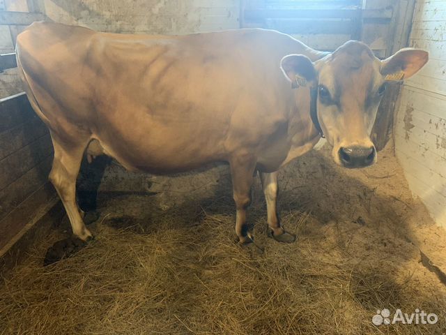 Продаются коровы трех пород, альпийские козлята, д