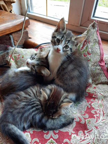 Котята подброшенки