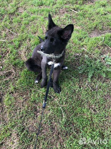 Собака в добрые руки щенок