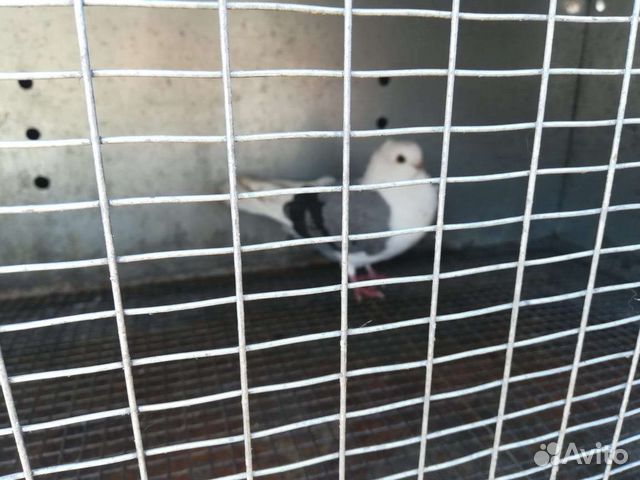 Голубь немецкая чайка