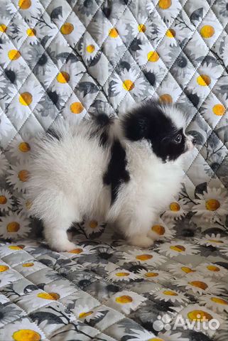 Померанский шпиц мини и мико