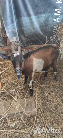 Альпийская дойная коза