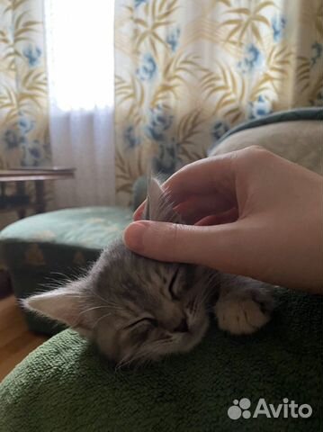Милый игривый котенок ищет новый дом