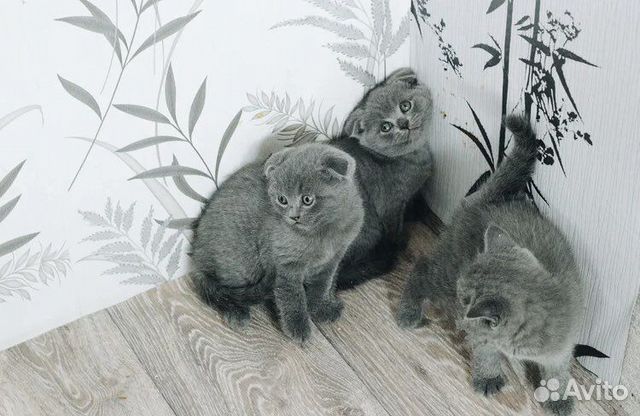 Британские и шотландские котята
