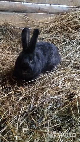 Продаётся кролик