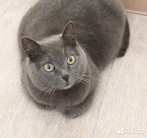 Роскошная кошечка ищет хозяйку