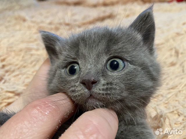 Котята британцы