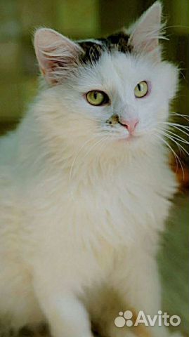 Котик Пышный ищет доброго человека