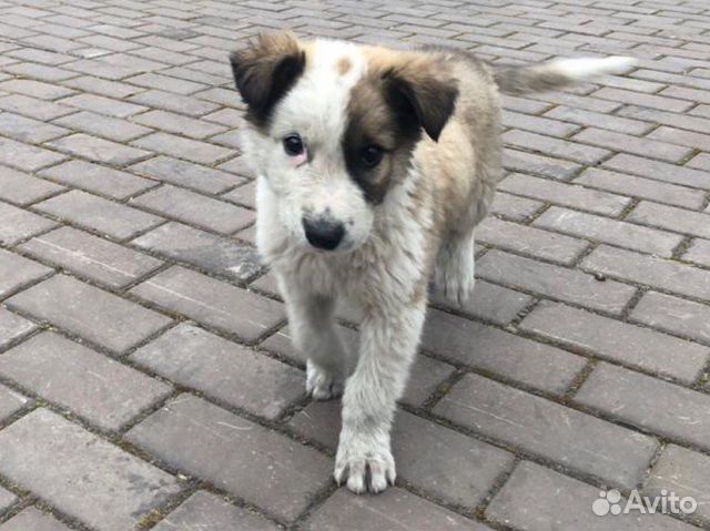 Щенок в добрые руки