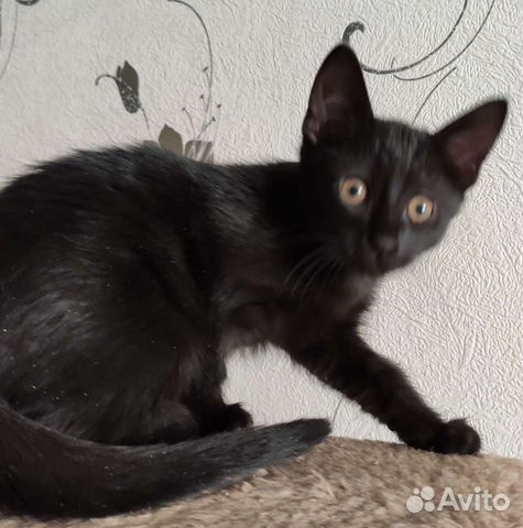 Уголек черный котенок в добрые руки