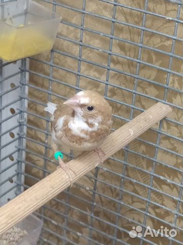 Японская амадина