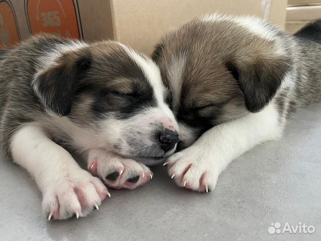 Двортерьерчики